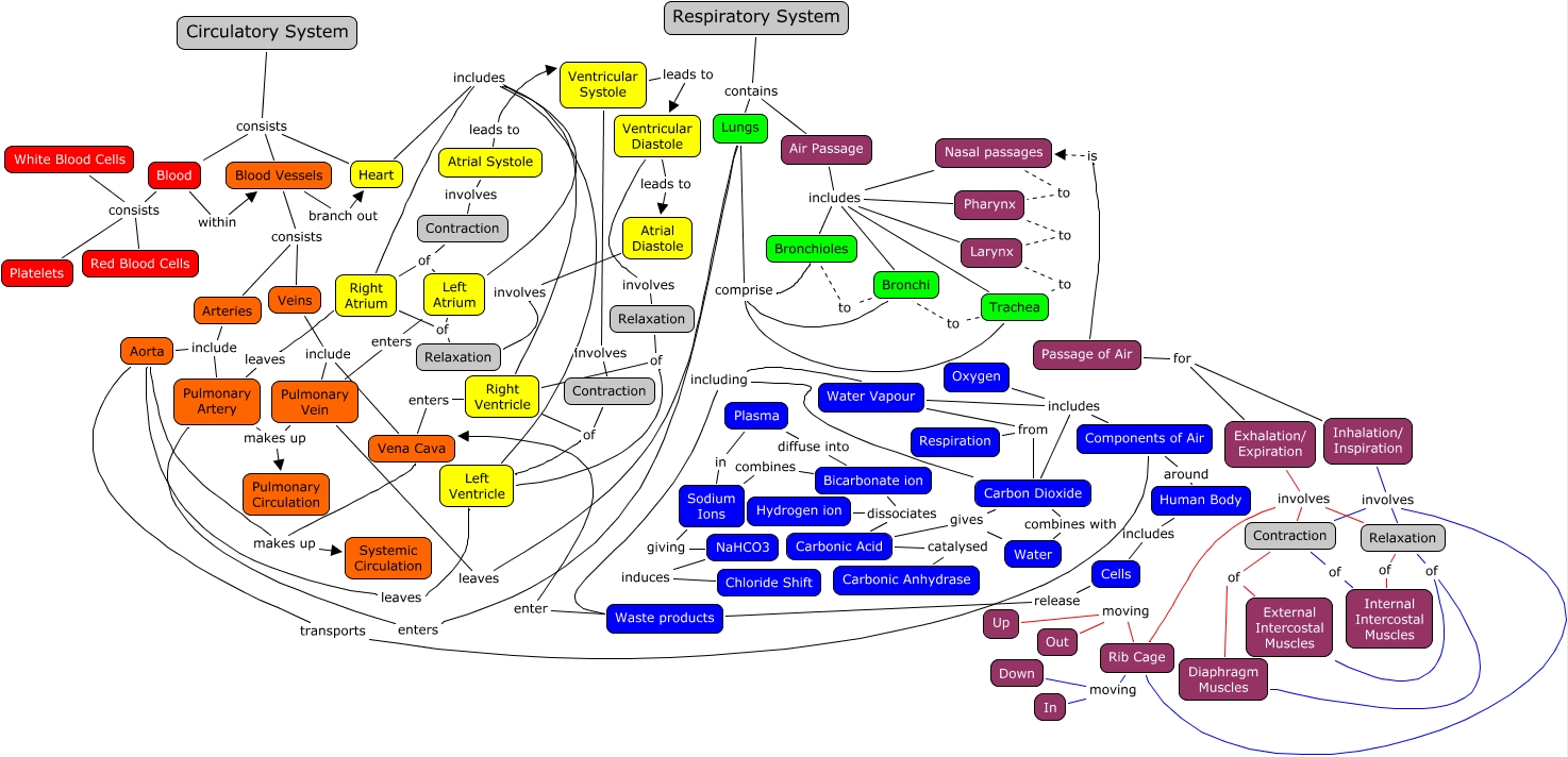 Biology - Circulatory, Respiratory